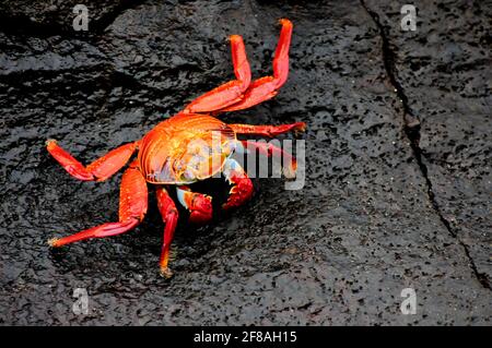 Sally Lightfoot crab (Grapsus grapsus) and green algae, Punta Espinosa ...
