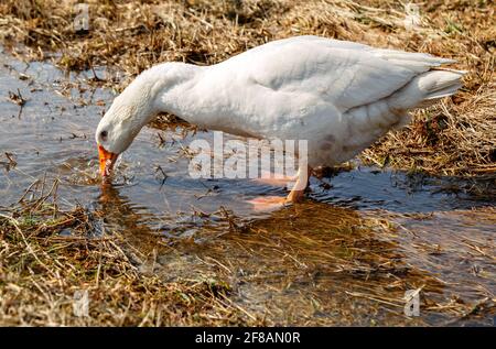 Goose drinks water from a puddle Stock Photo - Alamy