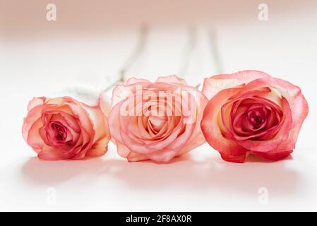 Pink peach rose flowers isolated on light pink background, wedding and ...