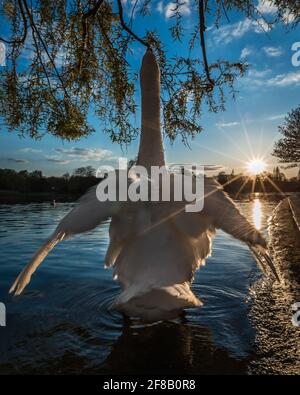 A swan stretches out its long neck to reach for food on shore Stock ...