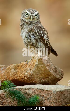 Romania bird wildlife. Little Owl, Athene noctua, bird in old roof tile ...