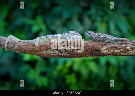 Warty Chameleon - sitting on branch / Furcifer Verrucosus Stock Photo ...