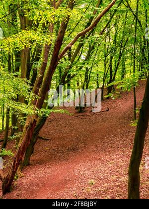 Walking path with tree along the way. Seoul Forest in Seoul, South ...