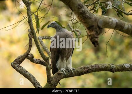 The lesser fish eagle (Ichthyophaga humilis) with fish in a green lake ...