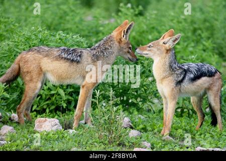 Black-backed jackals (Lupulella mesomelas) sleeping in the dry grass ...