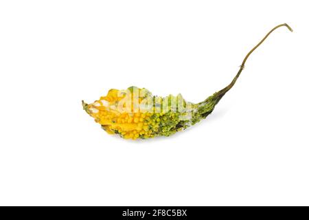 rotten bitter gourd isolated on white background with clipping path ...