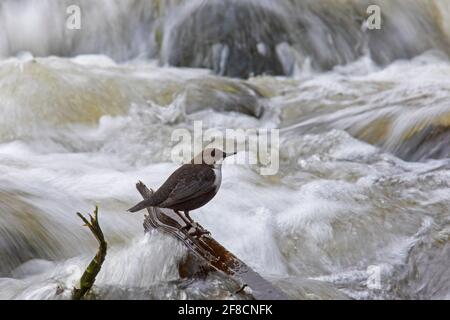 Banded white-throated dipper / European dipper (Cinclus cinclus ...