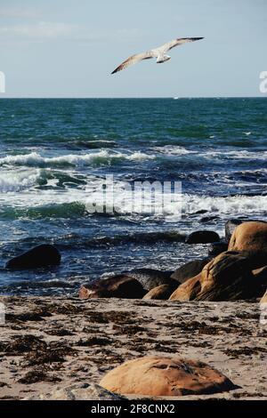 White sand beach with rocks and seaweeds, Mayan Ruins in Tulum, Riviera ...