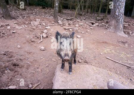 Brown boar on a farm land Stock Photo - Alamy