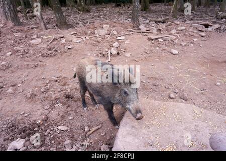Brown boar on a farm land Stock Photo - Alamy
