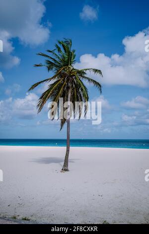 ARUBA divi dive tree on beach beside ocean Caribbean Stock Photo - Alamy