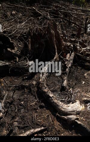 Tropical rainforest, burned, felled and destroyed, for timber ...