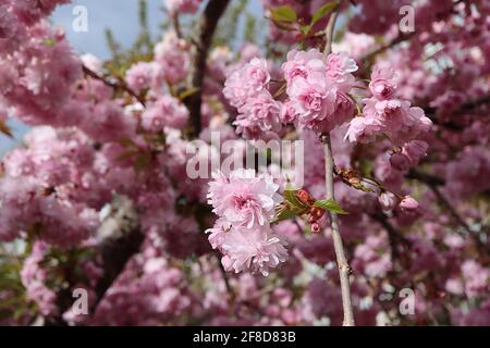 Japanese Flowering Cherry 'Asano', Prunus 'Asano' , Flowering Tree ...