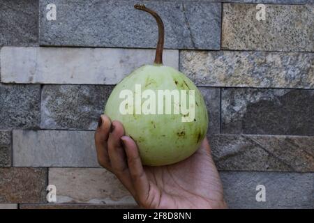 Female holding round bottlegourd vegetable in hand. Indian asian sphere ...