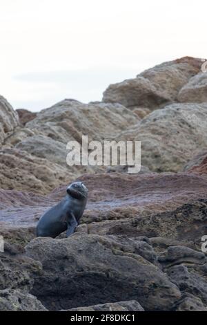 Seals on rocks and shells at the beach Stock Photo - Alamy