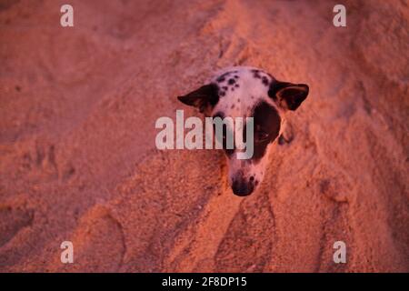 Dog buried in sand beach with only head showing Stock Photo - Alamy