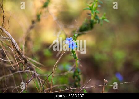 Creeping gromwell (Glandora prostrata) blue-purplish flowers Stock ...
