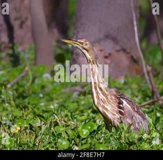 American bittern (Botaurus lentiginosus) stretches neck looking for ...