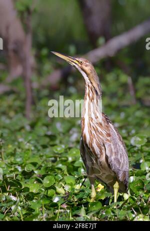 American bittern (Botaurus lentiginosus) stretches neck looking for ...
