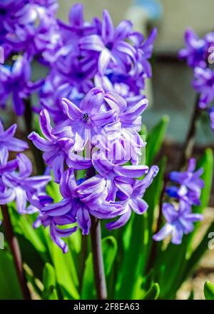 Purple hyacinth blooms in the garden. Selective focus Stock Photo - Alamy