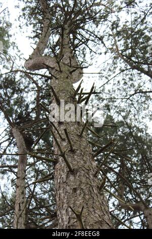 A vertical shot of a pine tree branch with cones Stock Photo - Alamy