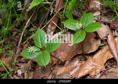 Chloranthus japonicus, Isehara City, Kanagawa Prefecture, Japan Stock ...