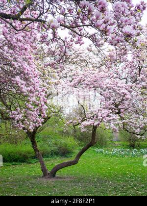 Magnolias in bloom in the garden Magnolia tree in bloom in the garden ...