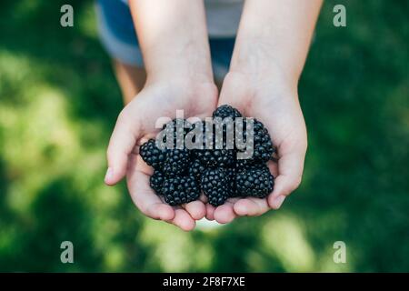 Girl Holding Freshly Picked Blackberries. Summer Berry Food. Organic ...
