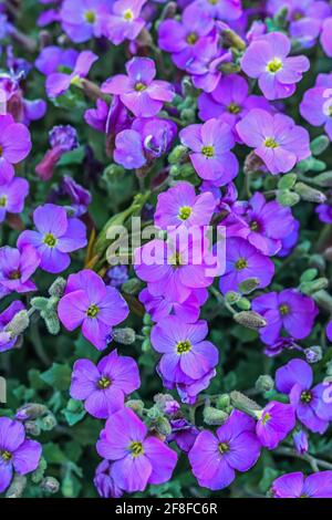 A vertical of small purple flowers in the field Stock Photo - Alamy