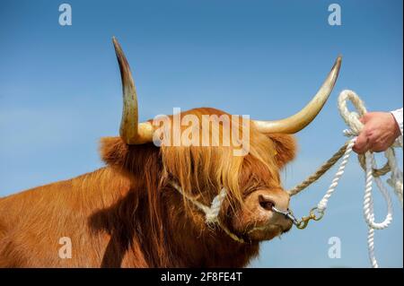 Highland Cattle at the Great Yorkshire Show Stock Photo - Alamy