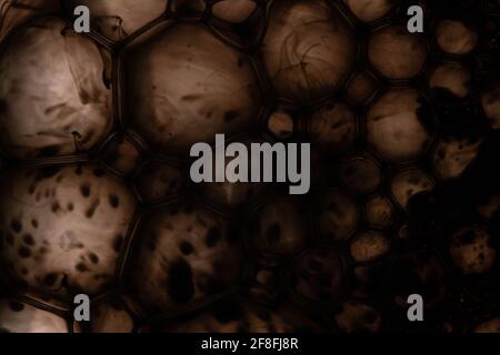 Closeup of bubbles on light brown background Stock Photo - Alamy