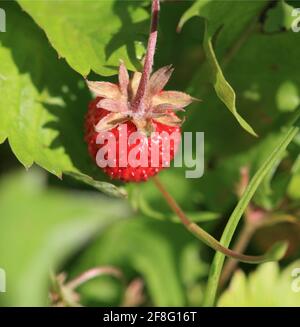 Ripe red berries (Fragaria vesca), Woodland Strawberry Stock Photo - Alamy