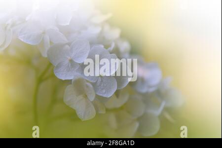 Spring Nature background with blooming hydrangea flowers Stock Photo ...