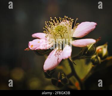 Close up of beautiful Blackberry early large-fruited (Karaka Black) on ...