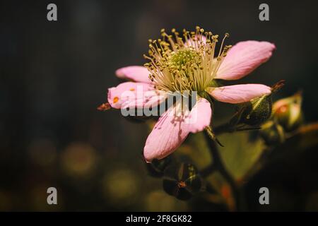 Close up of beautiful Blackberry early large-fruited (Karaka Black) on ...