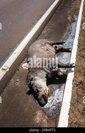 Sad scene of dead South American tapir, Tapirus terrestris, run over ...