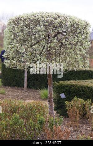 A pendulous willow leaved pear tree (pyrus salicifolia - pendula) forms ...