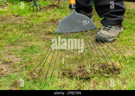 Scarifying or raking a lawn with a wire tooth grass rake to remove dead ...