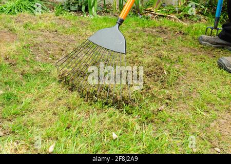 Scarifying or raking a lawn with a wire tooth grass rake to remove dead ...