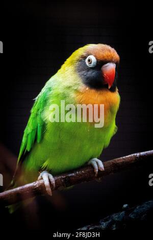 A vertical of a black-cheeked lovebird perched on a tree branch Stock ...