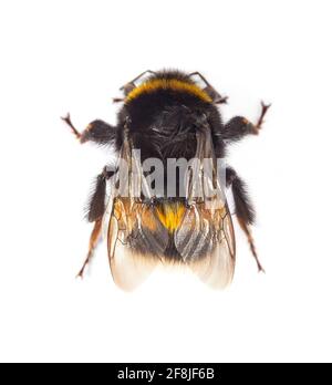 Large fluffy bumblebee closeup. Background with a bumblebee pollinating ...
