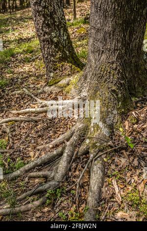 raised tree roots on the ground Stock Photo - Alamy