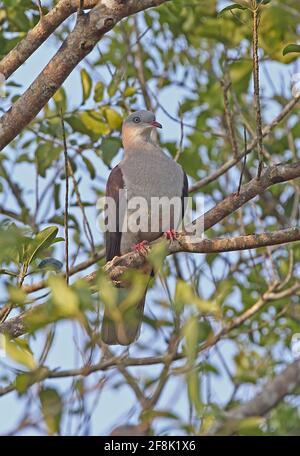 Mountain Imperial-pigeon (Ducula badia griseicapilla) adult perched on ...