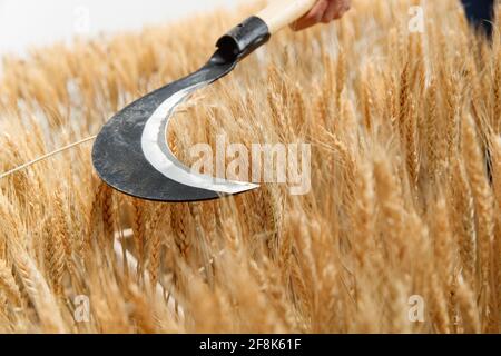 Farmers harvest wheat with a sickle Stock Photo - Alamy