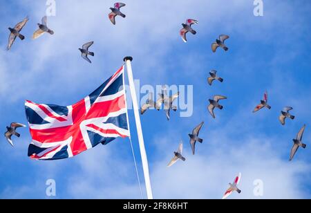 Racing pigeons above Union Jack flag Stock Photo - Alamy