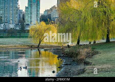 Pond and willow trees, Vanier Park, Vancouver, British Columbia, Canada ...