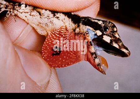 The Ghost Anole or Canopy Anole, Anolis lemurinus, is a small ...