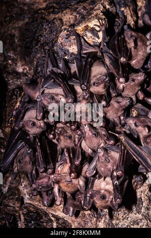 Cave nectar bat (Eonycteris spelaea), Bats, Mammals, Animals, Cave ...