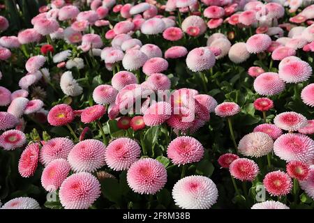 Bellis perennis pomponette ‘Bellissima Rose Bicolor’ Bellis bicolor ...
