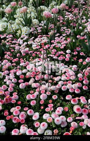 Bellis perennis pomponette ‘Bellissima Rose Bicolor’ Bellis bicolor ...